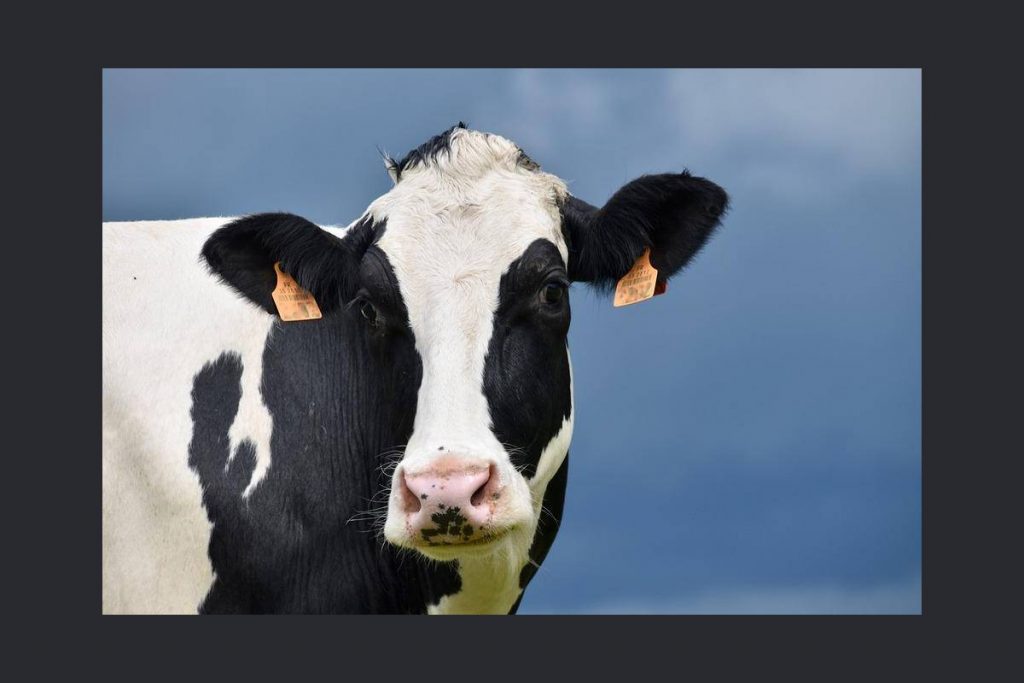 How many stomachs does a cow have?